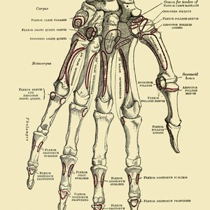 Hand Bone Print Human Anatomy Skeleton Vintage Illustration Print ...