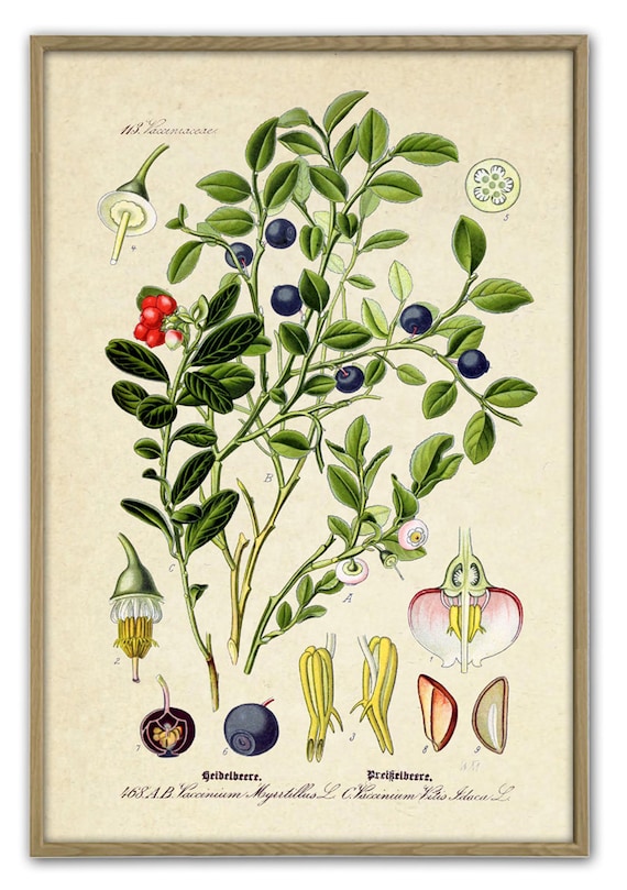 Blueberry Bush Drawing