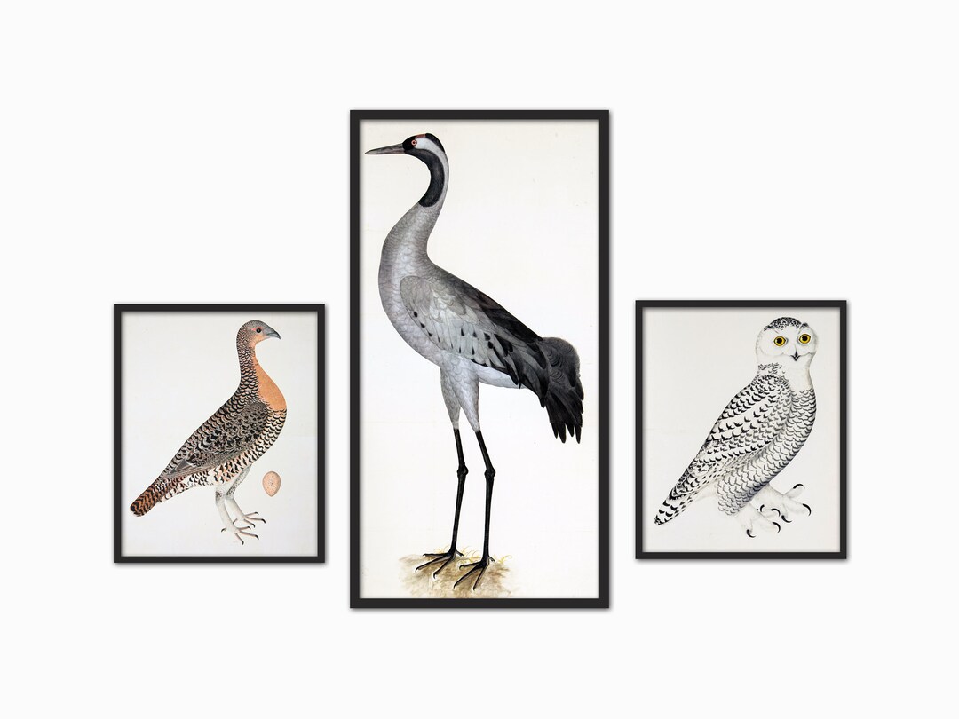 Bird Print Set of 3 Bird Wall Decor, Heron and Owl Antique Bird ...