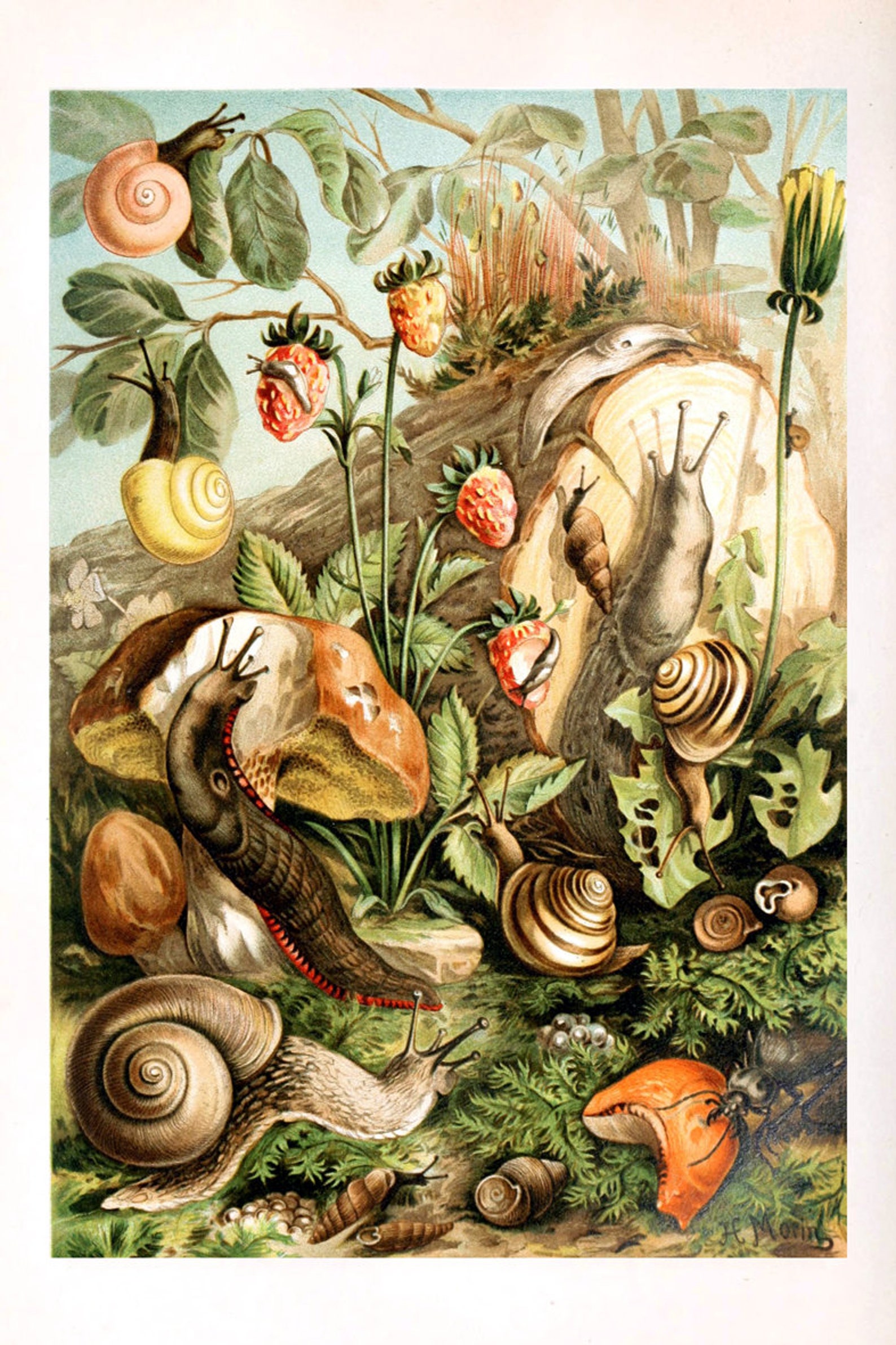 Kitchen Decor, Snail Print, Botanical Art, Biology Print, Mollusc Wall ...