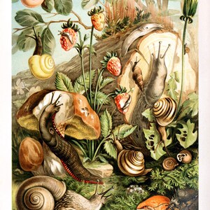 Kitchen Decor, Snail Print, Botanical Art, Biology Print, Mollusc Wall ...