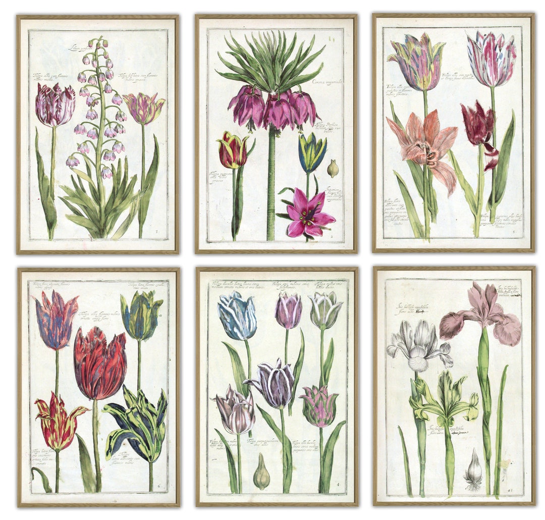 Tulip Flower Botanical Drawings Botanical Illustration Set of 6 ...