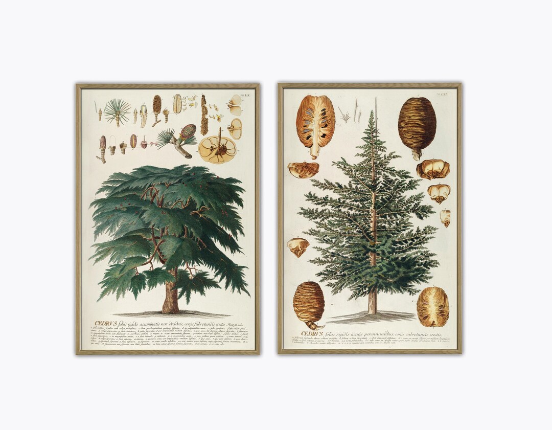 Trees Print Set of 2, Antique Botanical Illustration Wall Decor, Cedar ...