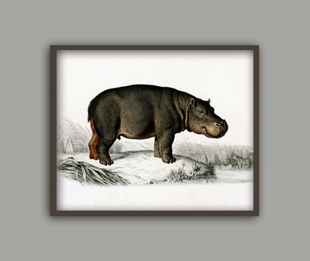 Hippo Print, Hippopotamus Poster, Wild Animals Book Illustration ...