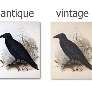 Carrion Crow Print Raven Birds Vintage Illustration Bird Wall Art ...