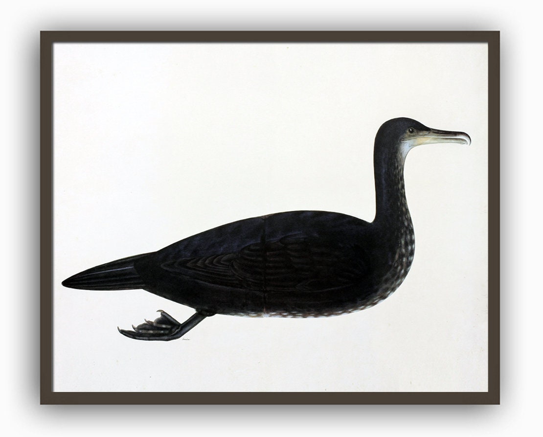 Cormorant Bird Print Wall Art Decor Vintage Illustration Living Room ...