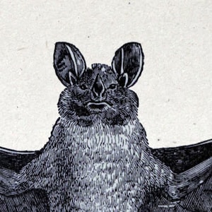 Bat Print - Bat Wall Art - Bat Poster - Animals Print - Animals Poster ...