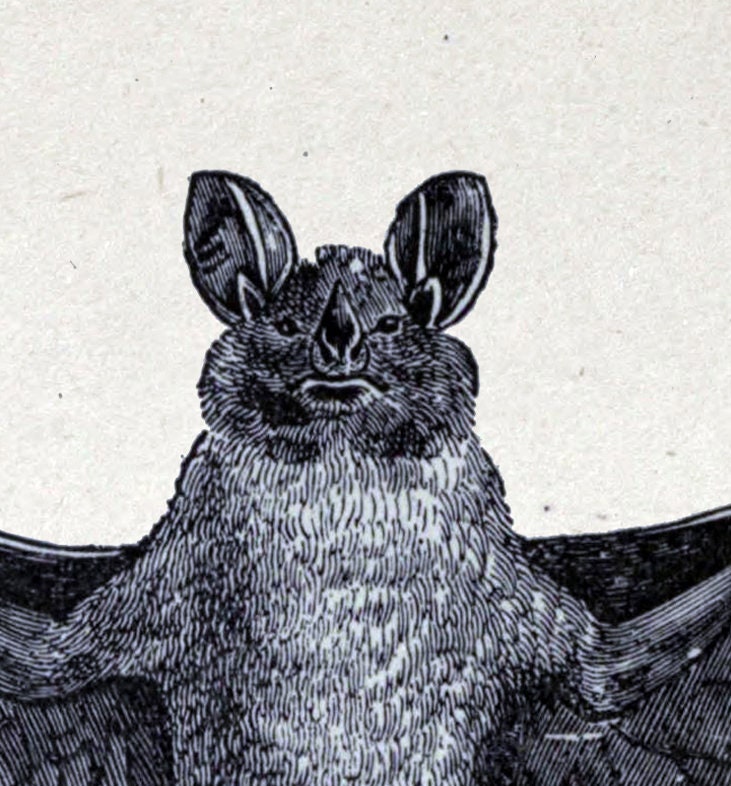 Bat Print Bat Wall Art Bat Poster Animals Print - Etsy