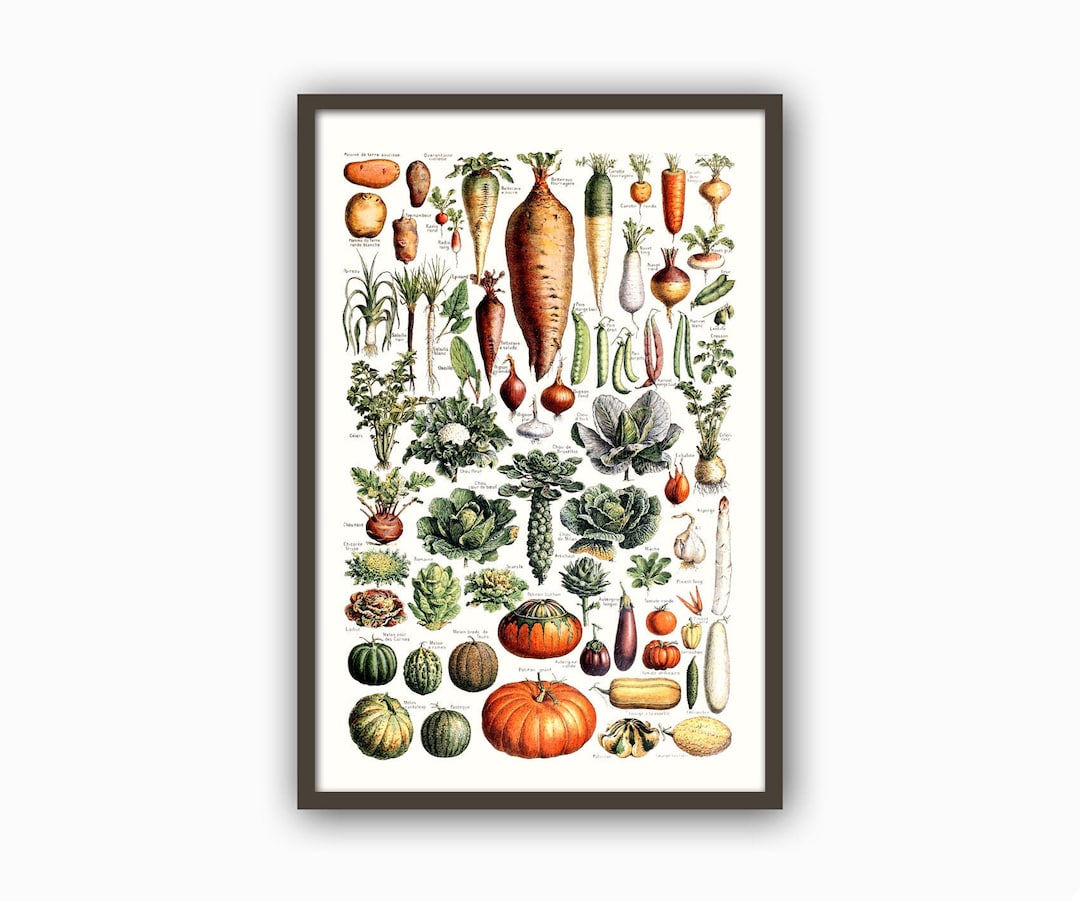 Vegetable Print, Botanical Print, Vintage Botanical Art, Carrot ...