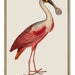 Spoonbill Bird Print, Bird Wall Decor, Ornithology Poster, Antique ...