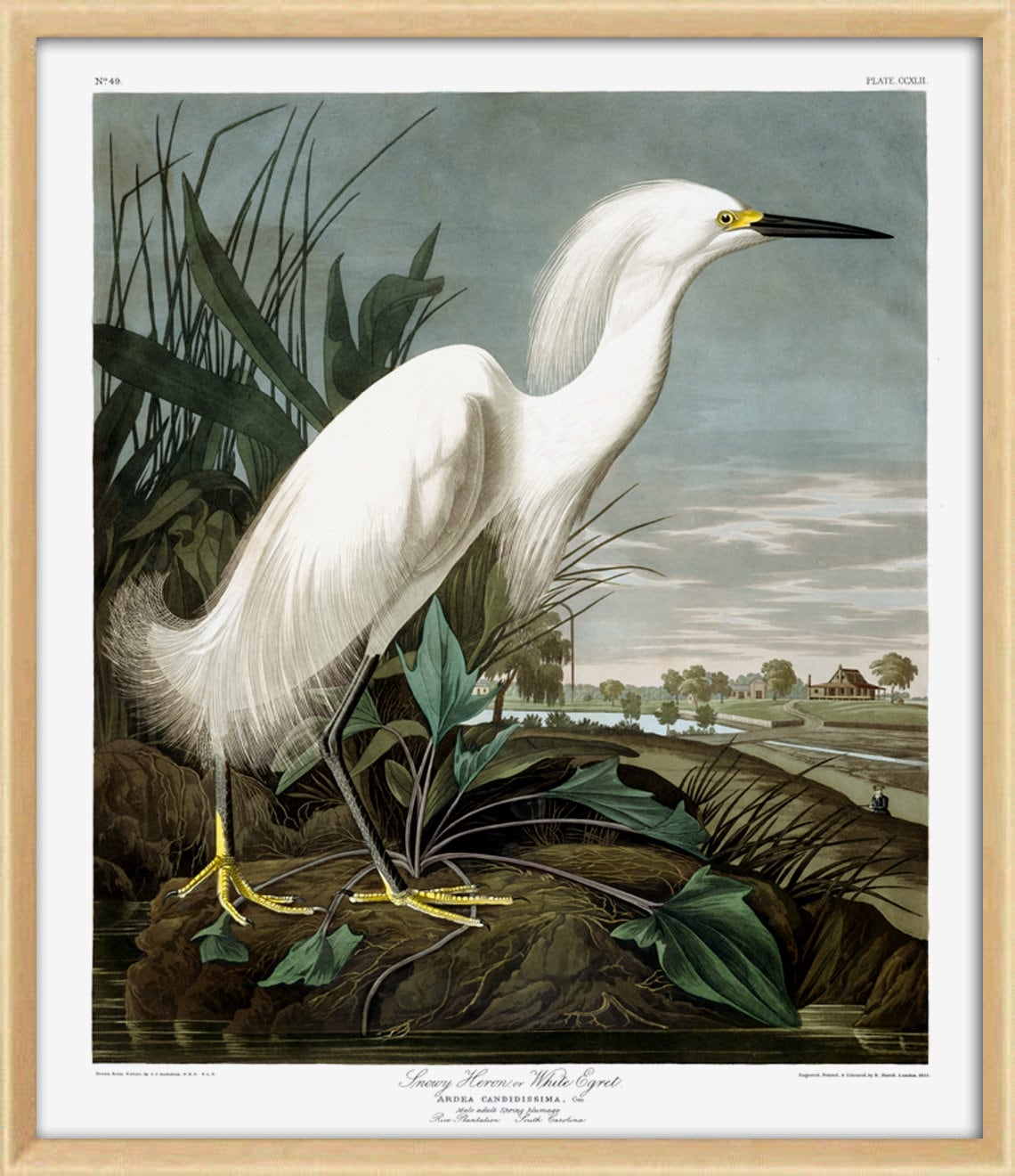 Large Bird Print Wall Art Decor Vintage Illustration by - Etsy