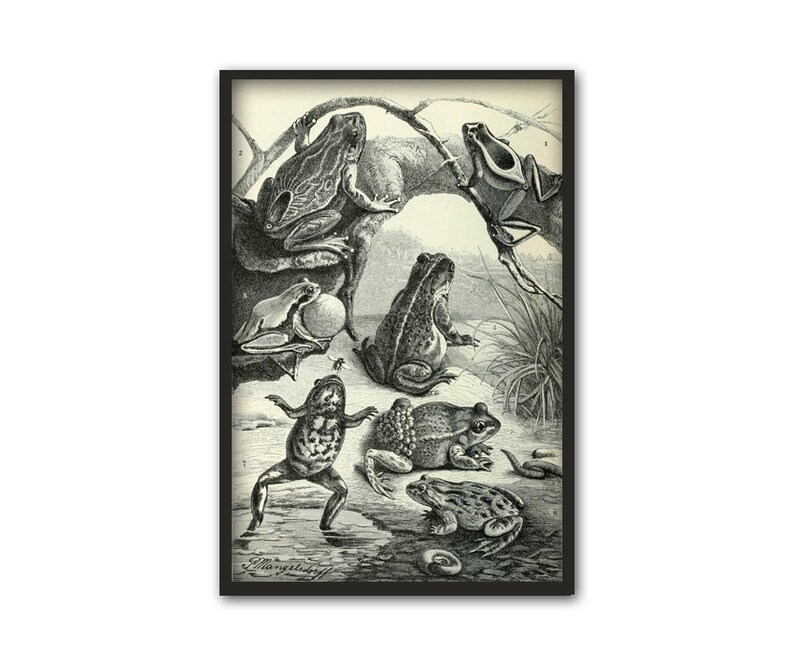 Frog Wall Art Decor Amphibian Print Animal Vintage - Etsy