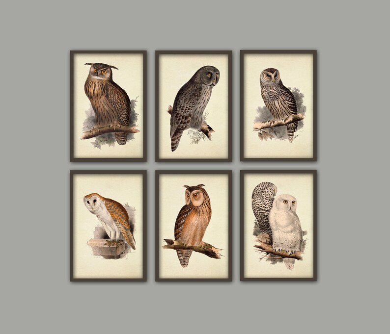 Owl Picture Print Set of 6 Bird Wall Decor Ornithology | Etsy