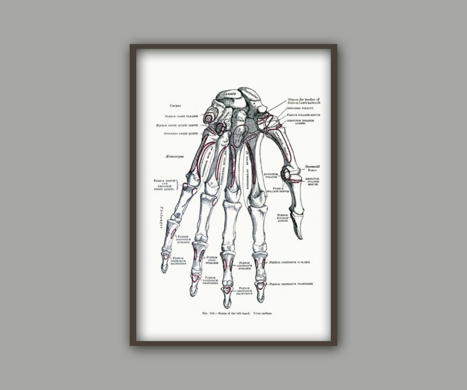Hand Bone Print Human Anatomy Skeleton Vintage Illustration Print ...