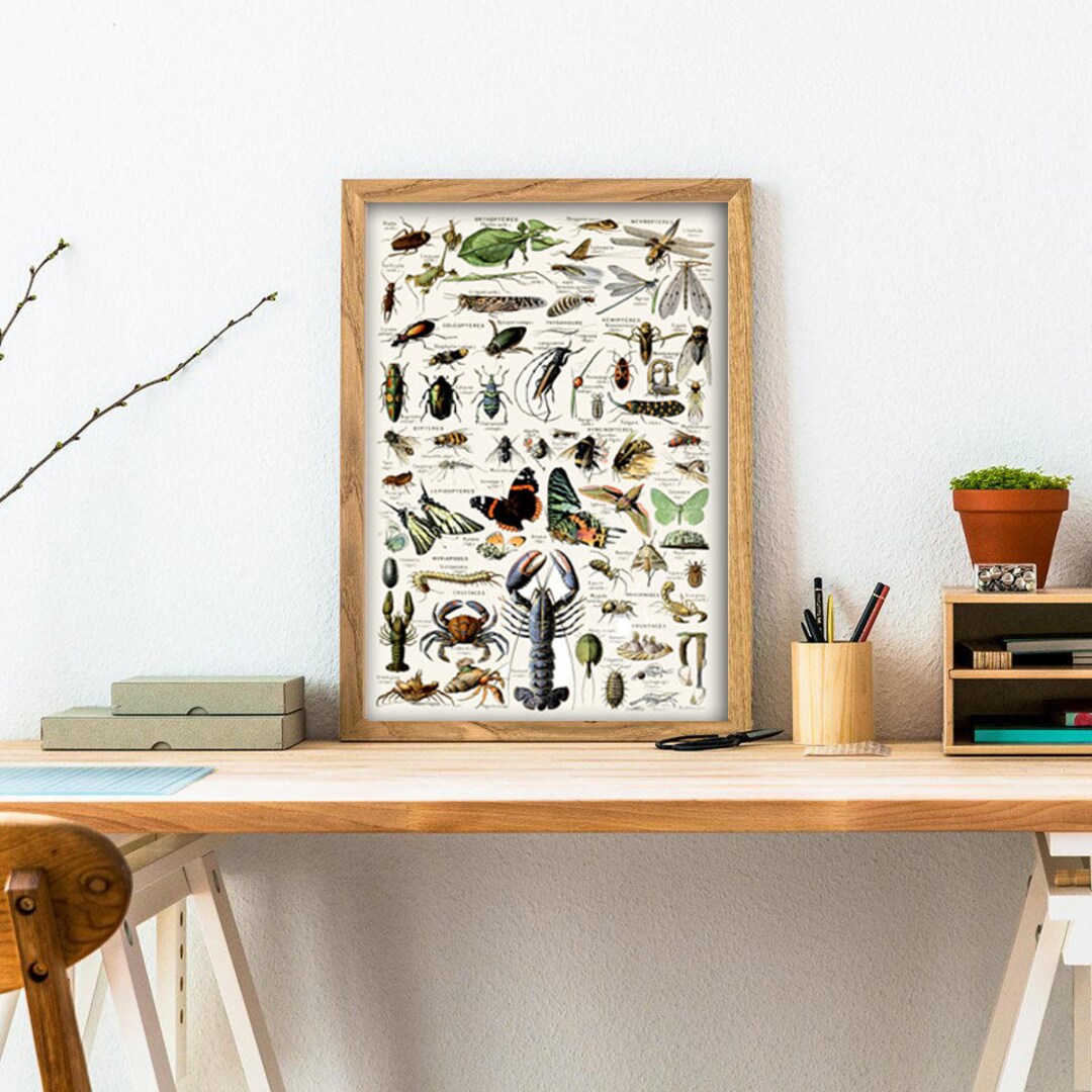 Science Print - Insect Poster - Sea Animals Print - Wall Art Decor ...