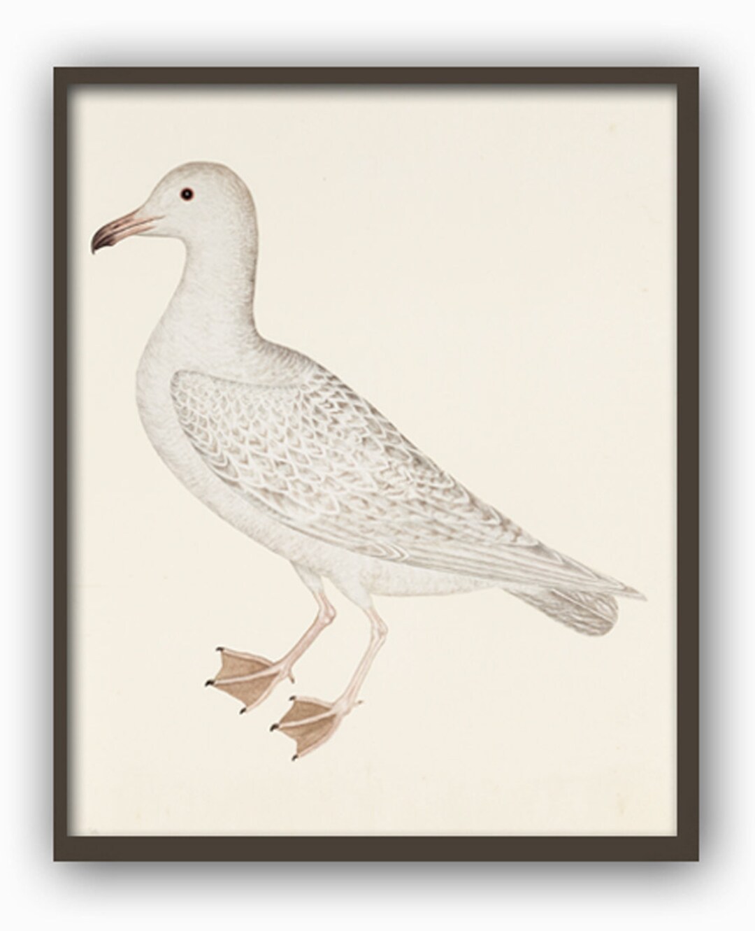 Seagull Print Bird Wall Decor Bird Illustration Ornithology - Etsy