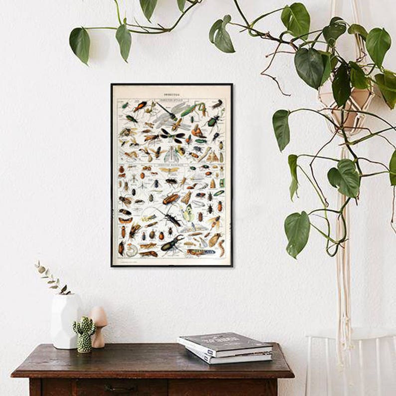 Insect Print Insect Poster Sсience Wall Art Print - Etsy UK