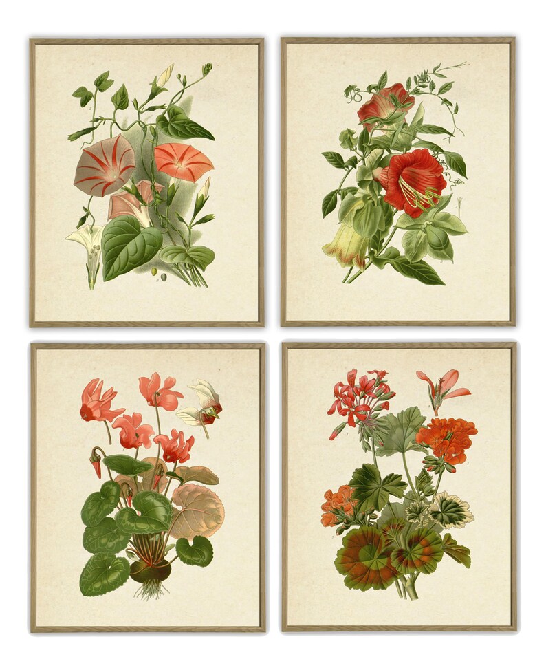Beautiful Flowers Print Set of 4 Home Decor, Botanical Illustrations ...