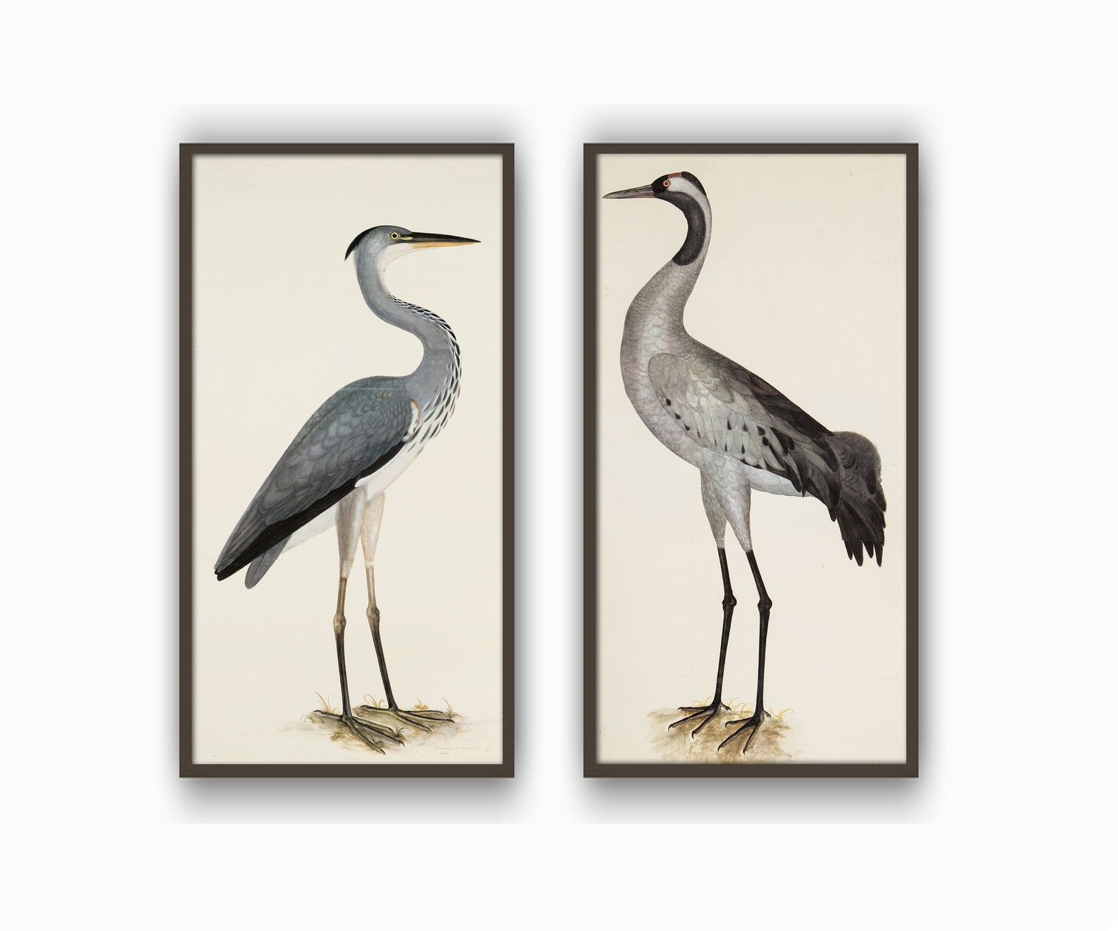 Set of 2 Big Birds Print Vintage Bird Illustration Bird Poster - Etsy
