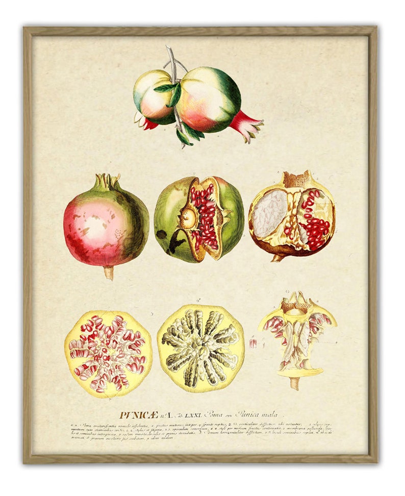 Fruit Print, Kitchen Wall Decor, Fruit Poster, Pomegranate Print - Etsy