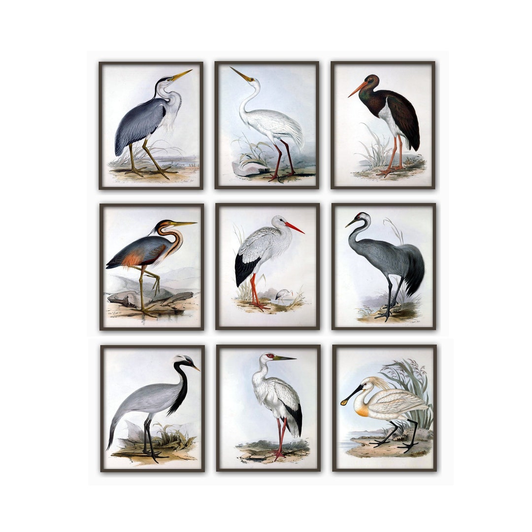 Birds Art Print Set of 9, Wall Art Decor, Bird Antique Illustration ...