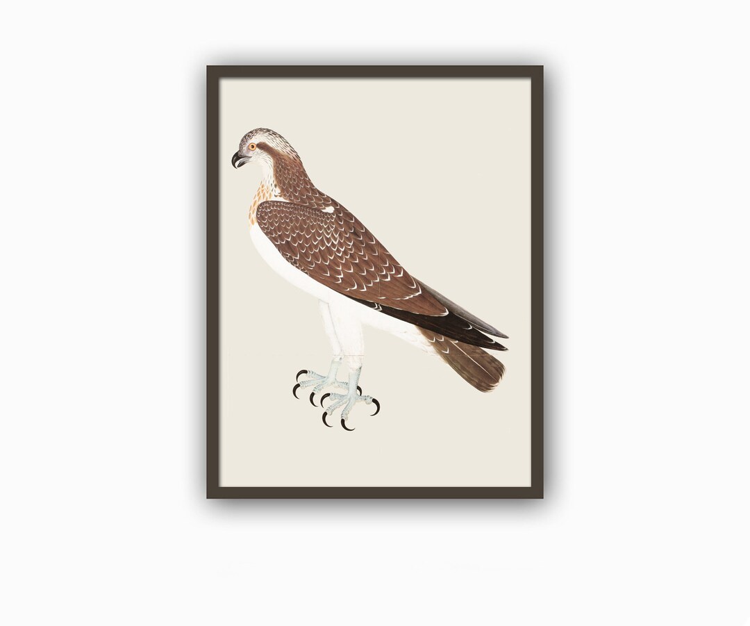 Osprey Bird Print Large Wall Art Decor Vintage Collection Bird ...