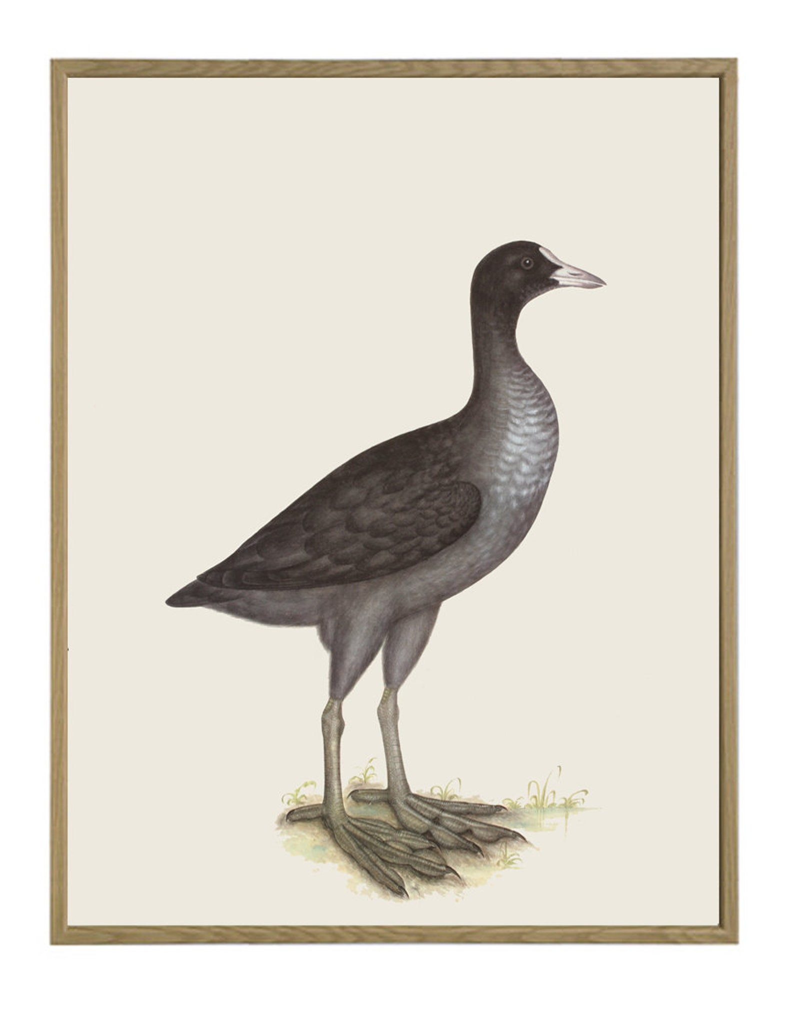 Eurasian Coot Bird Print Large Wall Art Decor Wild Bird Vintage ...
