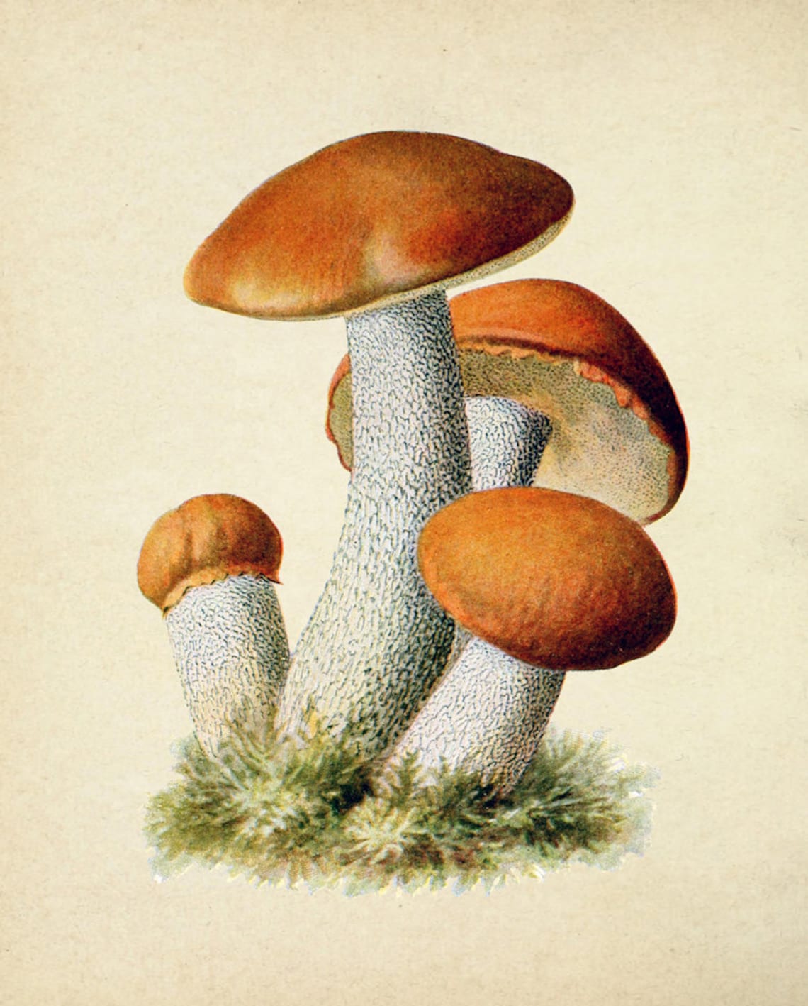 Mushroom Print Set of 4 Mushroom Kitchen Decor Mushrooms - Etsy