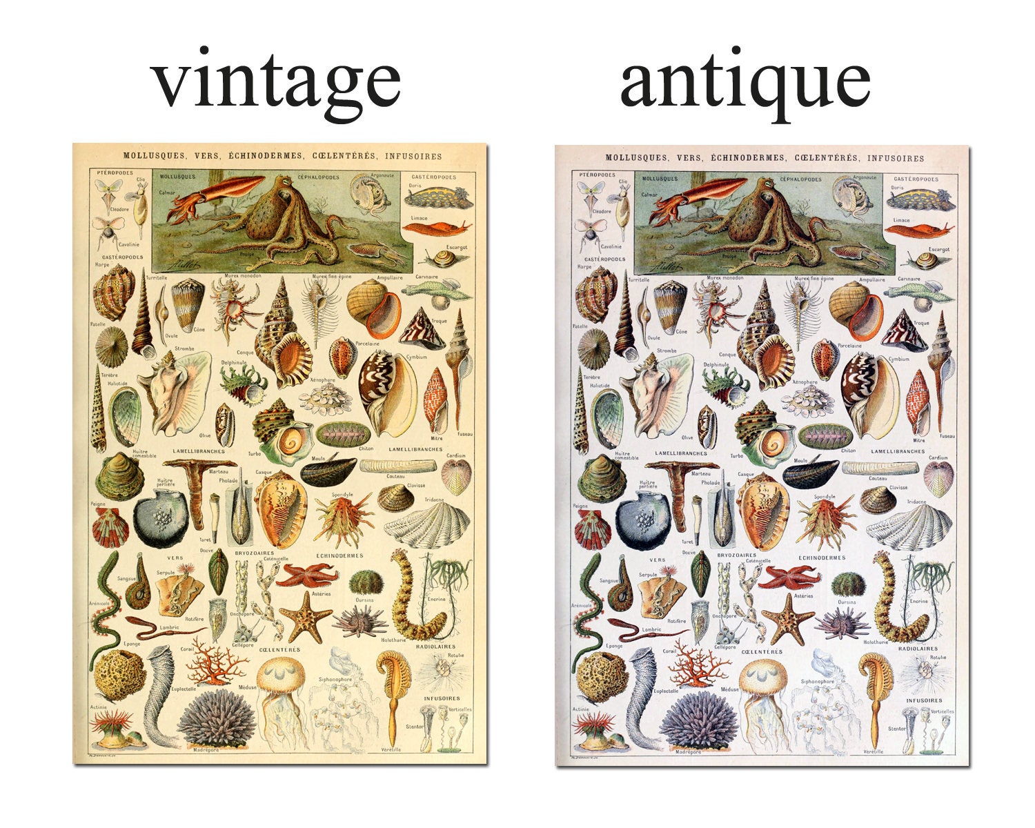 Sea Animals Print shell Print Fish Poster Molluscs Print - Etsy