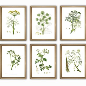 Botanical Print Set, Botanical Wall Art Decor, Botanical Set of 6 ...