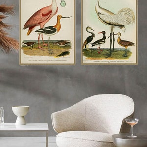 Heron and Spoonbill Bird Print Set, Antique Bird Illustration Print ...
