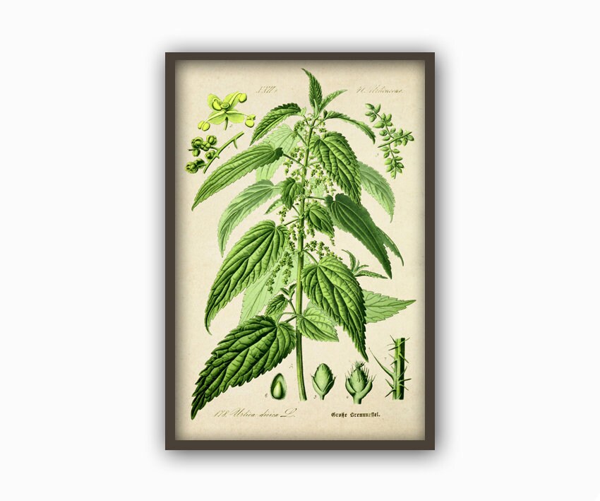 Nettle Print Botanical Illustration Green Plant Wall Art - Etsy