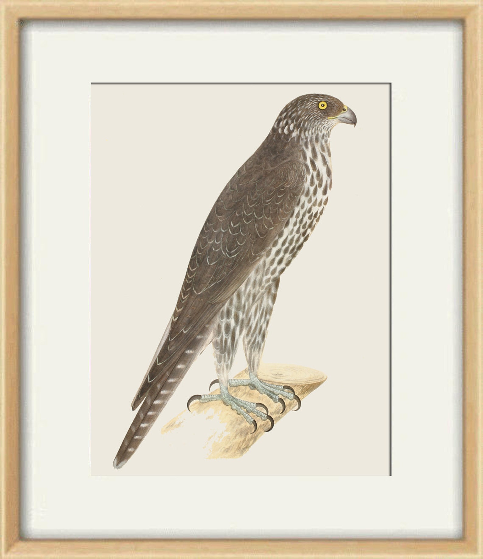 Gyr Falcon Bird Print Large Wall Art Decor Vintage Collection Bird ...
