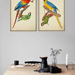 Birds Print Set, Parrot Wall Art Decor, Ornithology Print, Vintage Bird ...