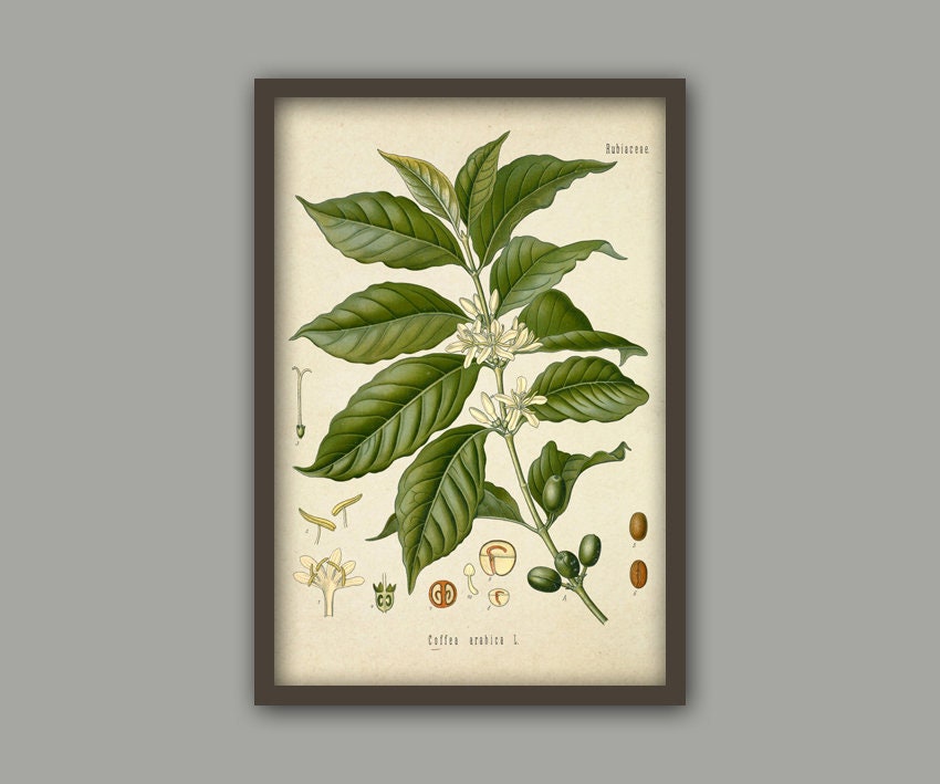 Coffee Plant Print - Coffee Plant Art - Coffee Poster - Wall Art Print ...