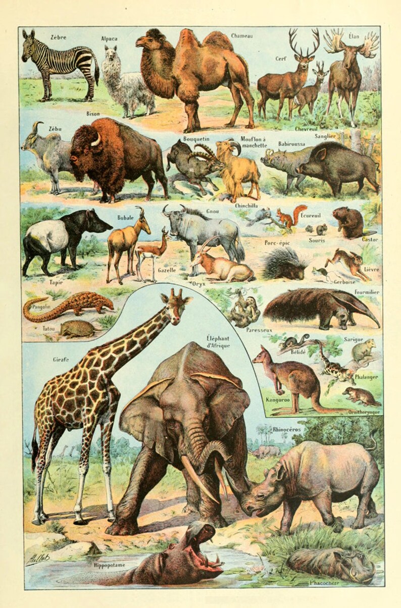 Safari Animal Print, Science Poster, Animals Vintage Illustration ...