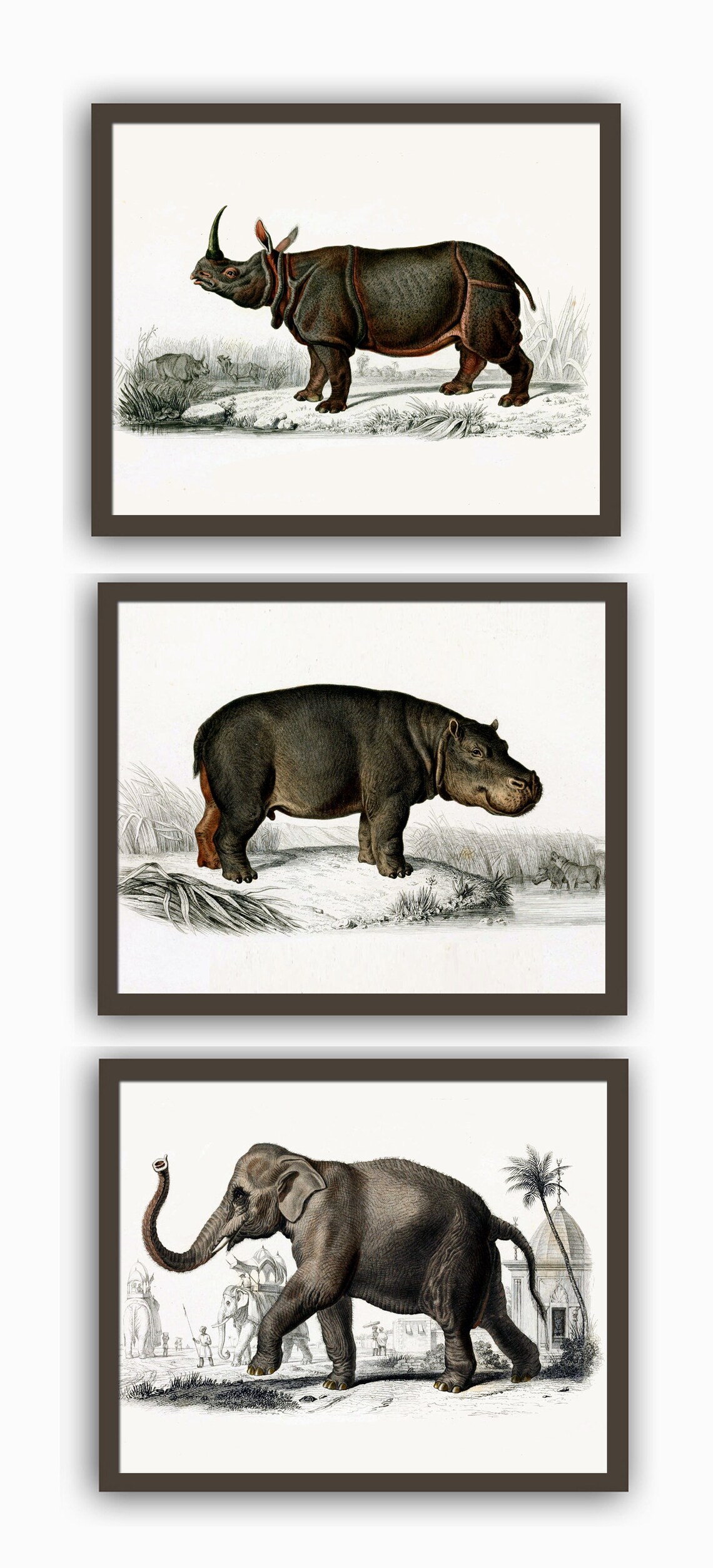 Animal Print, Animal Decor, Animal Illustration, Elephant, Rhinoceros ...