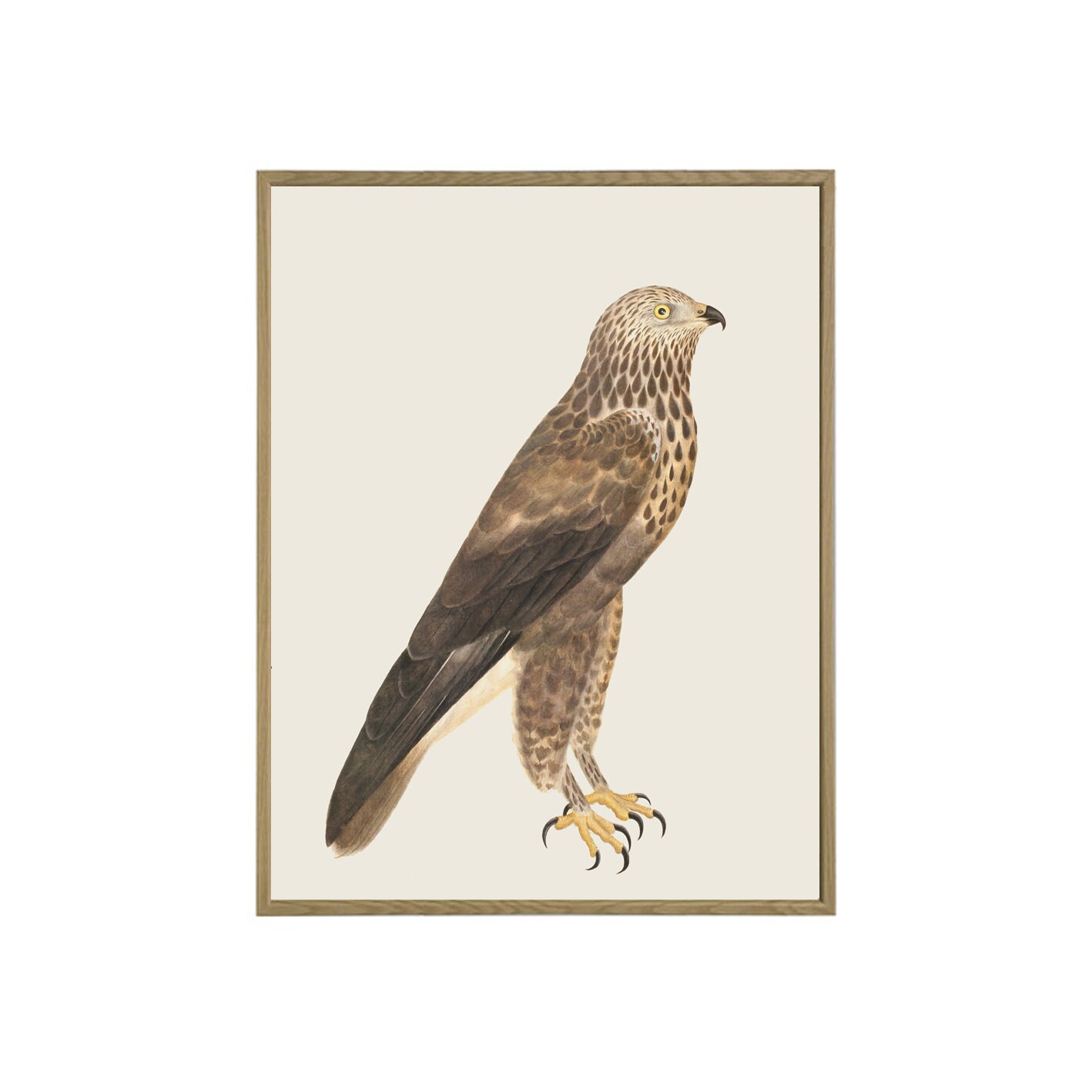 Buzzard Bird Print Large Wall Art Decor Wild Bird Vintage | Etsy
