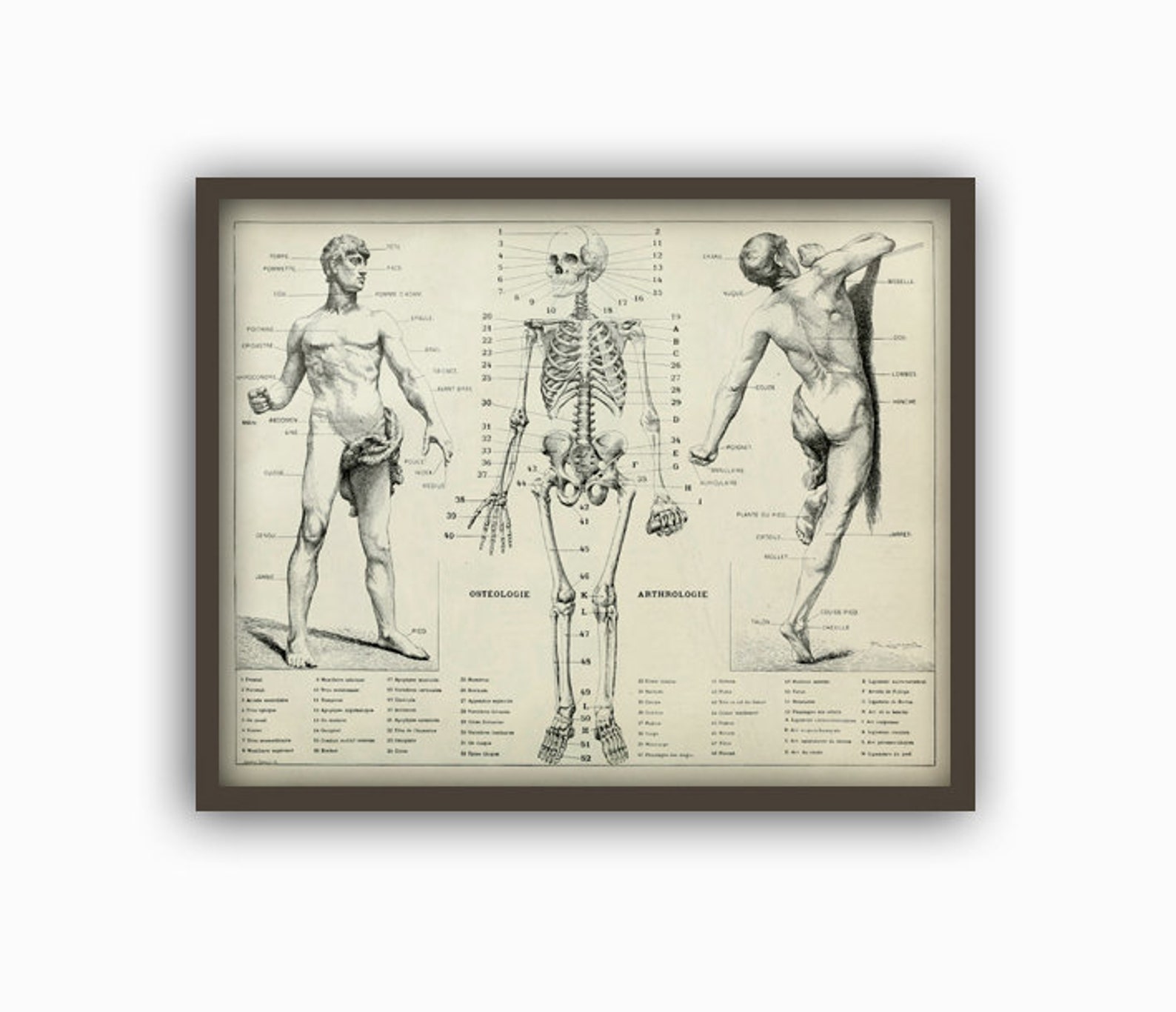 Human Anatomy Antique Human Skeleton Vintage Bones and Muscles - Etsy