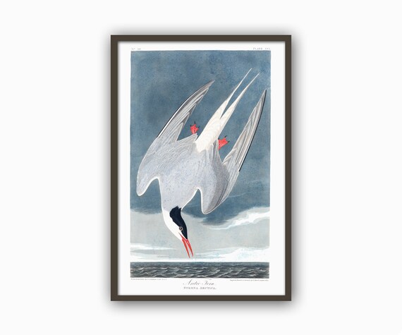 Bird Print Bird Wall Art Decor Large Bird Poster Vintage | Etsy