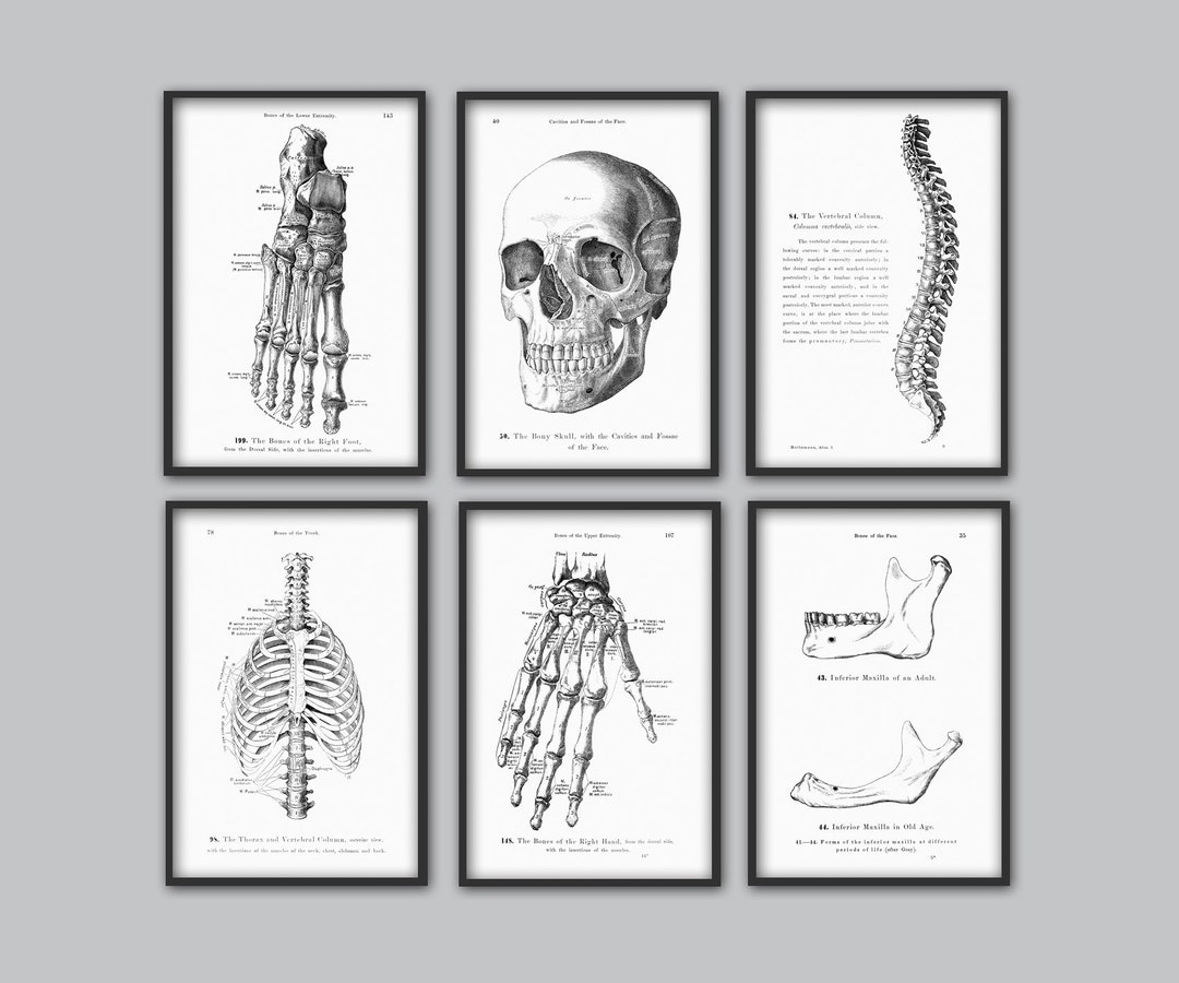 Human Skeleton Bones Print Set of 6 - Human Skull Wall Art - Anatomy ...