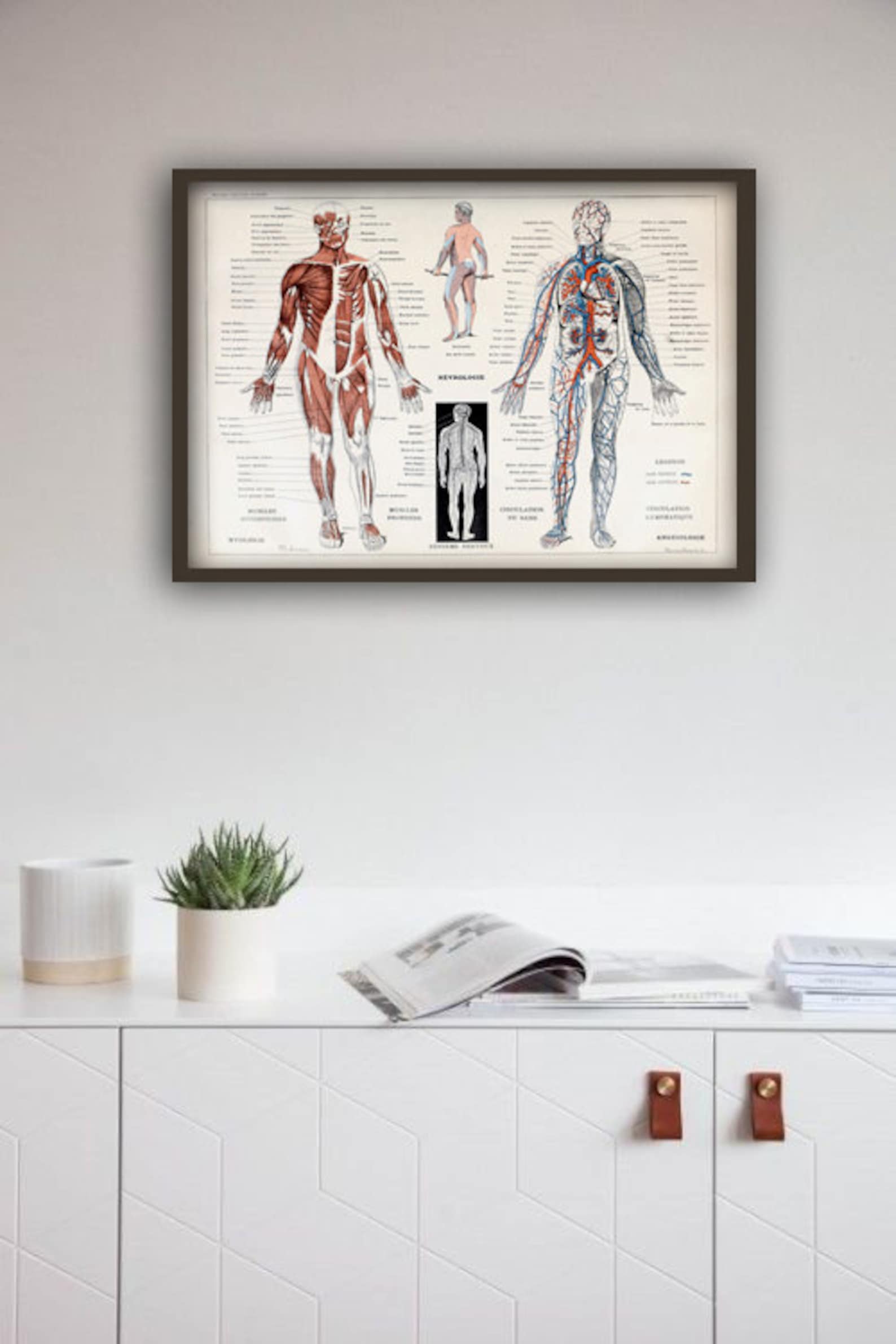 Human Muscles Body Antique Anatomy Wall Art Print - Human Skeleton ...
