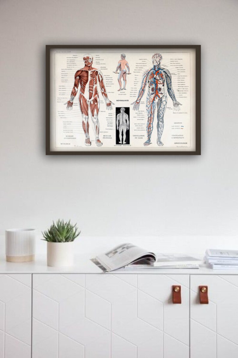 Human Muscles Body Antique Anatomy Wall Art Poster Human | Etsy