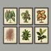 Plant Print Set Plant Posters Wall Art Decor Floral Gallery - Etsy