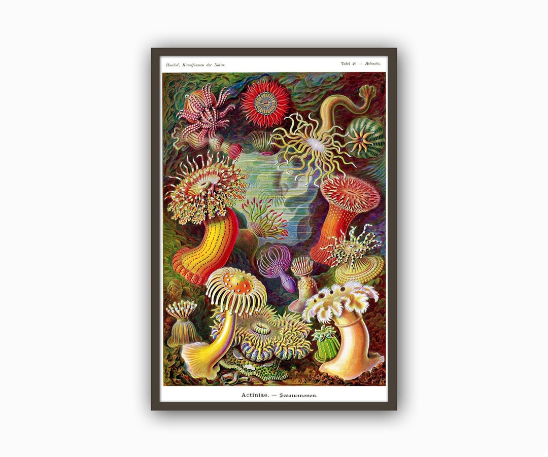 Sea Life Print, Sea Anemone Poster, Ernst Haeckel Scientific ...