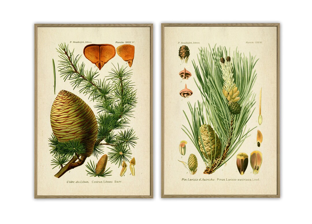 Christmas Tree Print, Botanical Wall Decor, Large Size Print Set of 2 ...