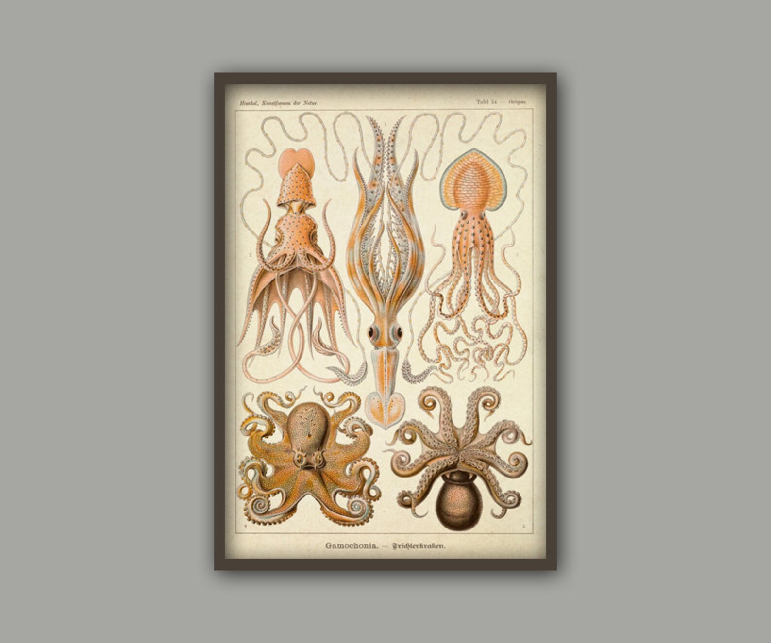 Antique Jellyfish Print, Vintage Haeckel Ocean Art Nautical Print ...