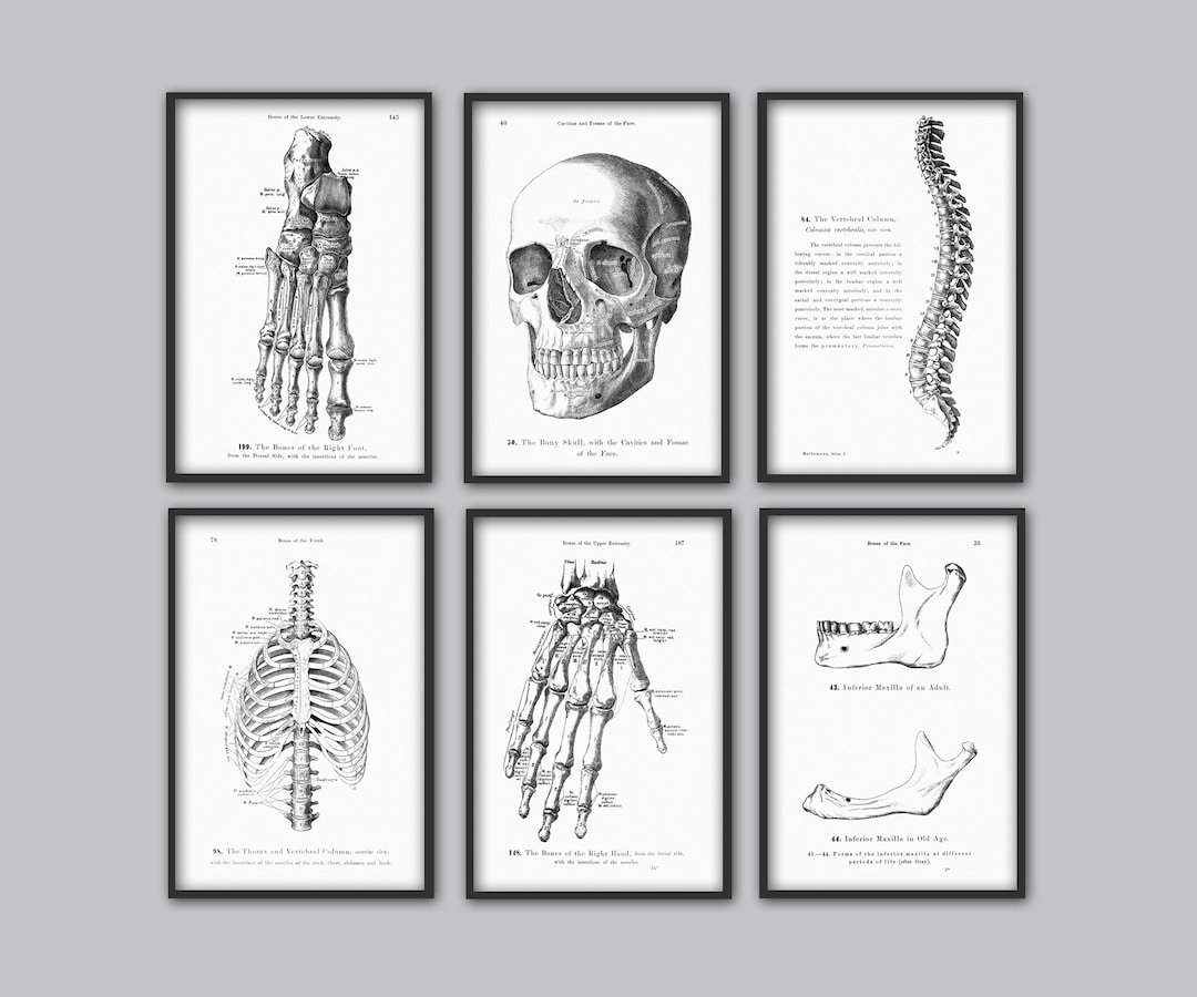 Human Anatomy Print Set of 6, Vintage Anatomy Home Decor, Antique Book ...