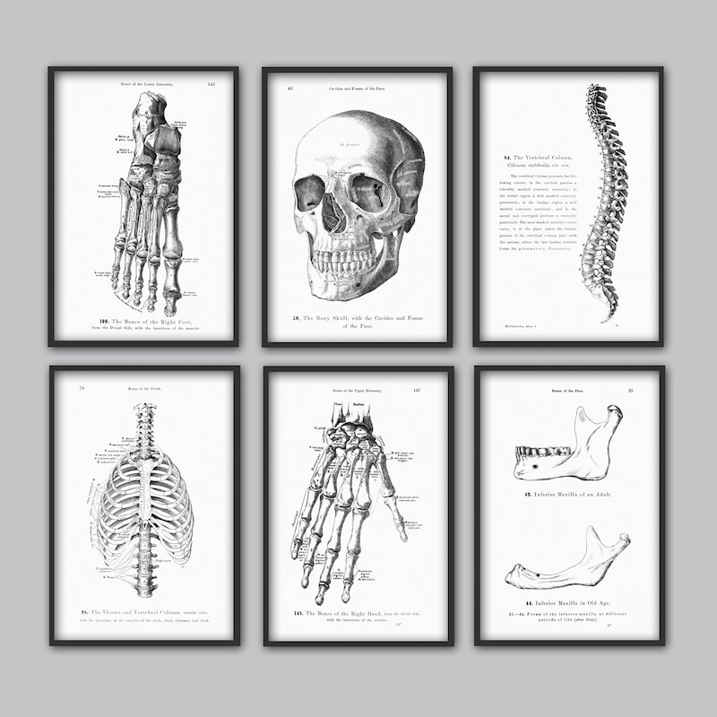 Anatomy Home Decor - Etsy