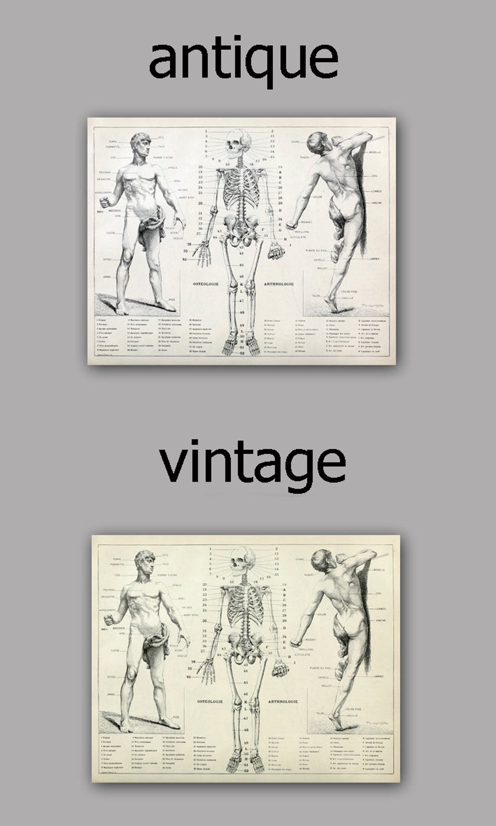 Human Anatomy Antique Human Skeleton Vintage Bones and Muscles - Etsy